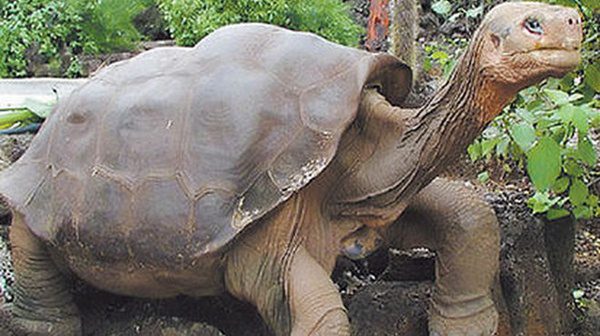 Conservarán embalsamado al tortugo más famoso del mundo — La 97 Radio ...