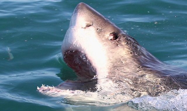 Buscan un monstruo que devoró a un tiburón – La 97 Radio Fueguina